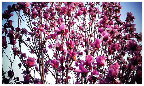 The Daily Pixel #58- Saucer Magnolia in Spring finery
