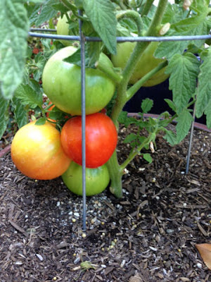 Project Green Thumbs: Front yard veggie gardening