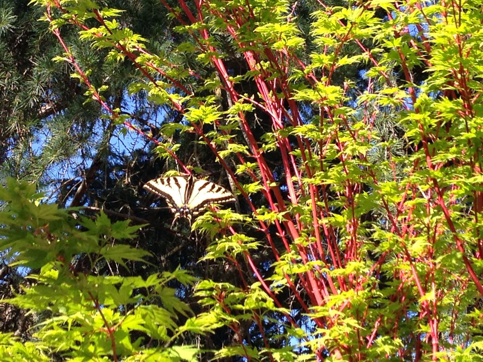 Flowers and flutterbys in photos: Happy Spring, people!