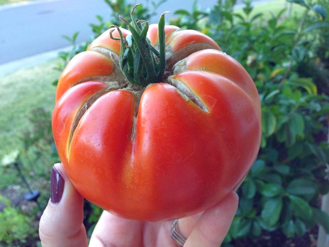 #100HappyDays: The $10,000 tomato