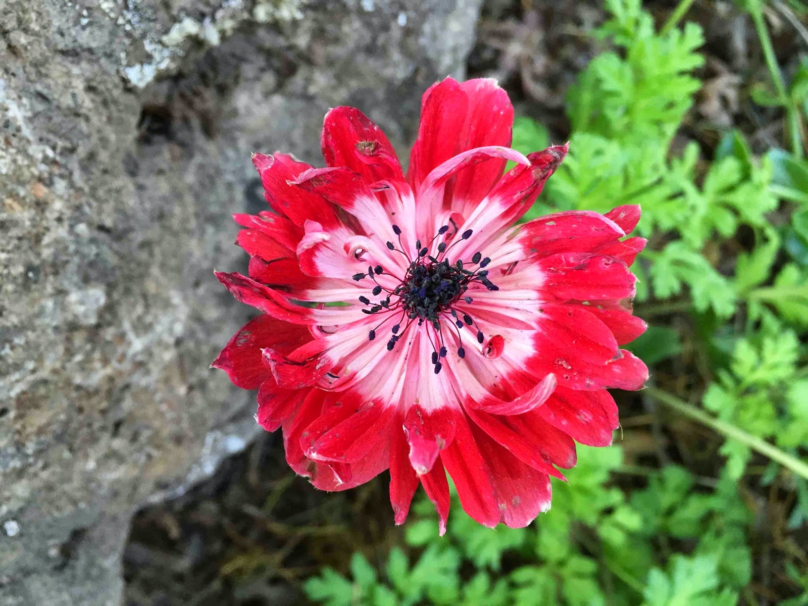 The color and texture of spring
