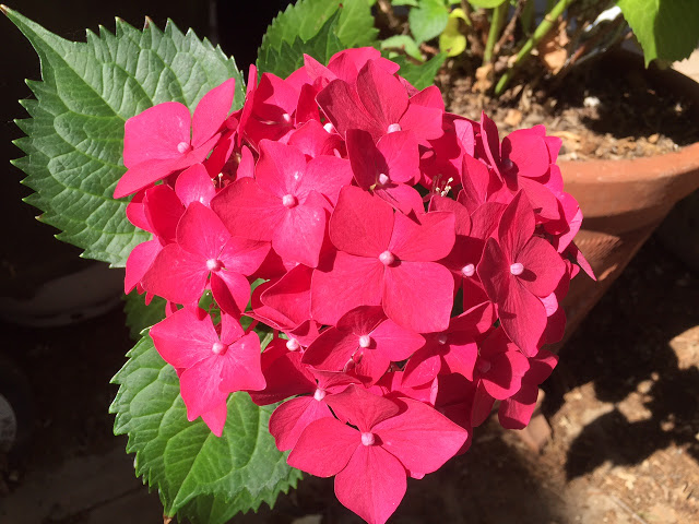 The definition of magenta