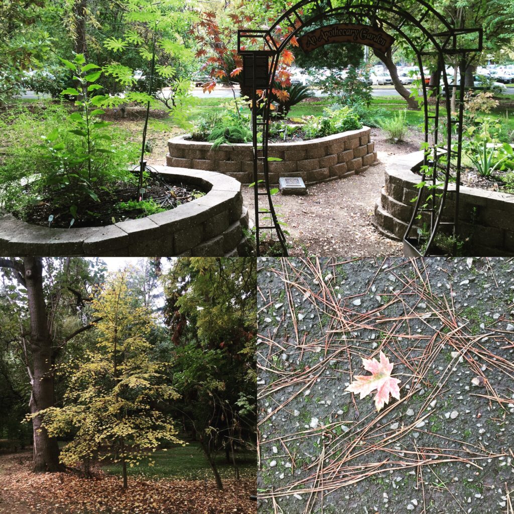 The Cubs won! And other things on my mind.