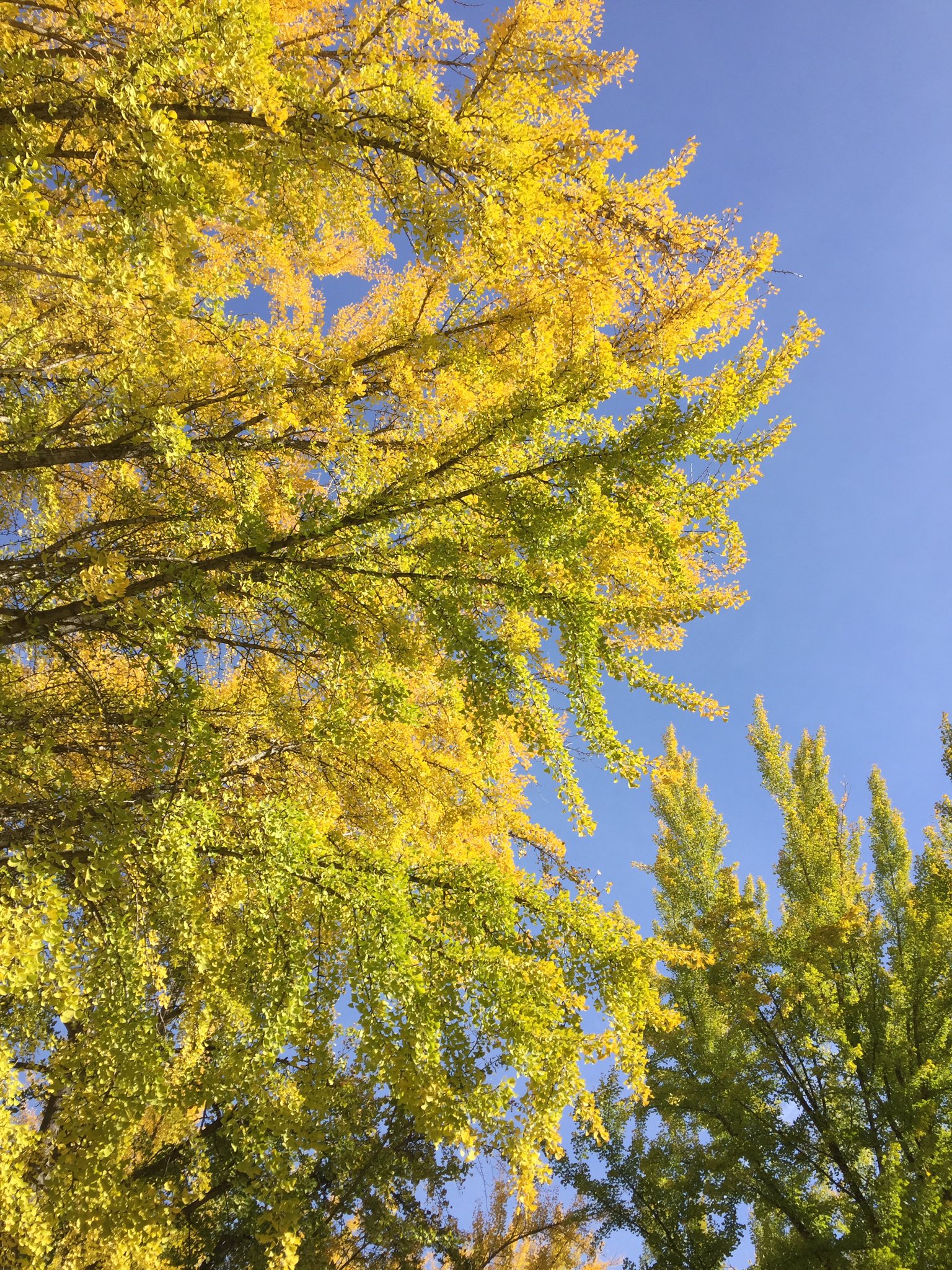 Reckoning the leaves of change