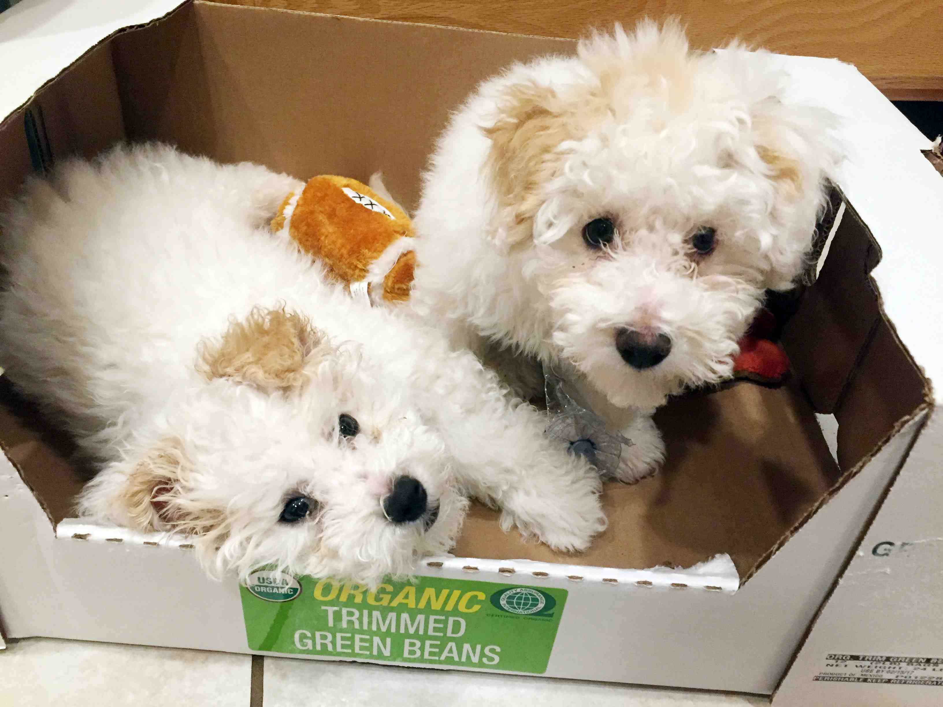 Happy adoption anniversary! (Aka: we adopted two puppies and survived.)